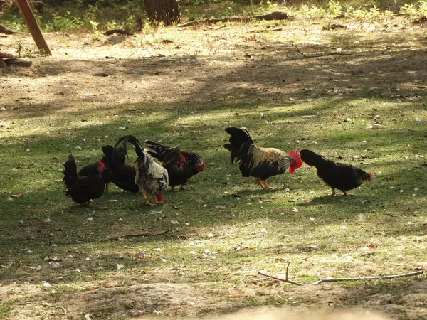 Roosters family Stock Photos, Royalty Free Roosters family Images ...