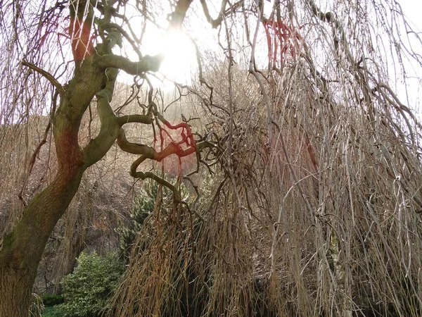 Giant java willow tree Stock Photos, Royalty Free Giant java willow ...