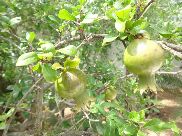 Dhobi nut tree Stock Photos, Royalty Free Dhobi nut tree Images ...