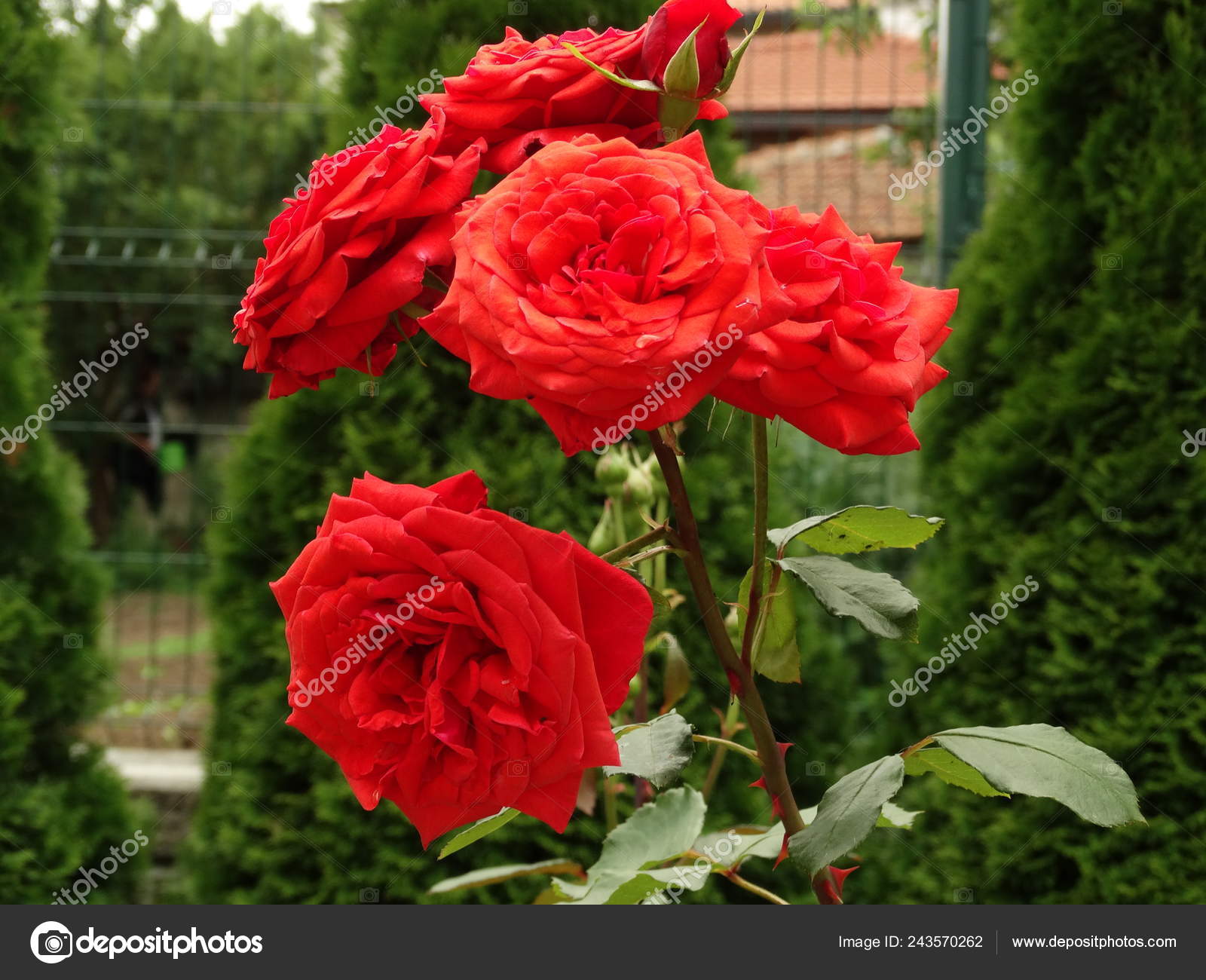 Red Roses Green Garden — Stock Photo © Imagesto #243570262
