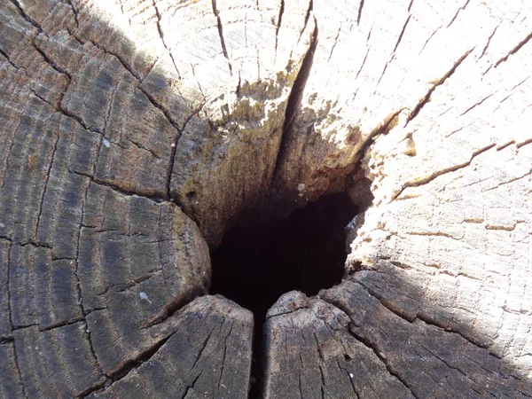 속이 빈 줄기 Stock Photos, Royalty Free 속이 빈 줄기 Images | Depositphotos