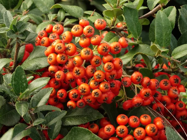 Spiraea japonica fruits Stock Photos, Royalty Free Spiraea japonica ...