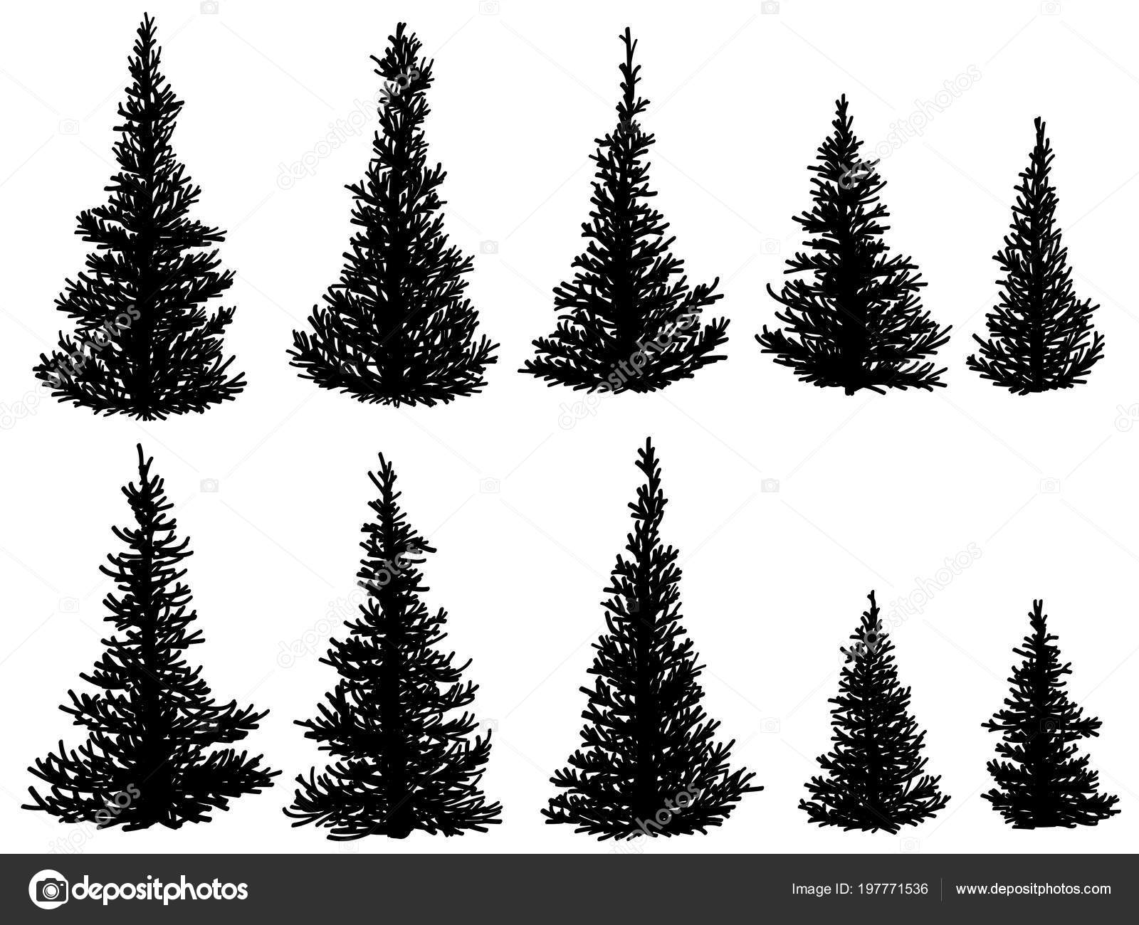 Spruce Tree Silhouette