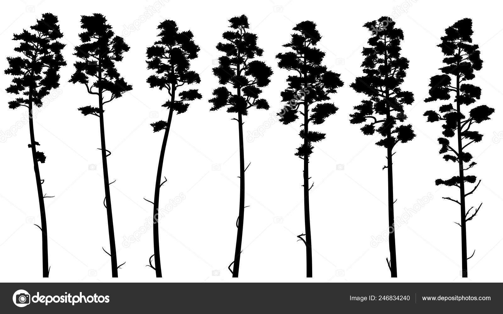 Tall Pine Tree Silhouette Pine Trees Row Of Tall Pine Trees