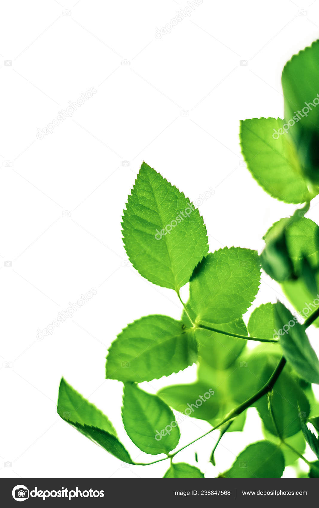 Green Leaves Isolated White Background Nature Springtime Styled Concept ...