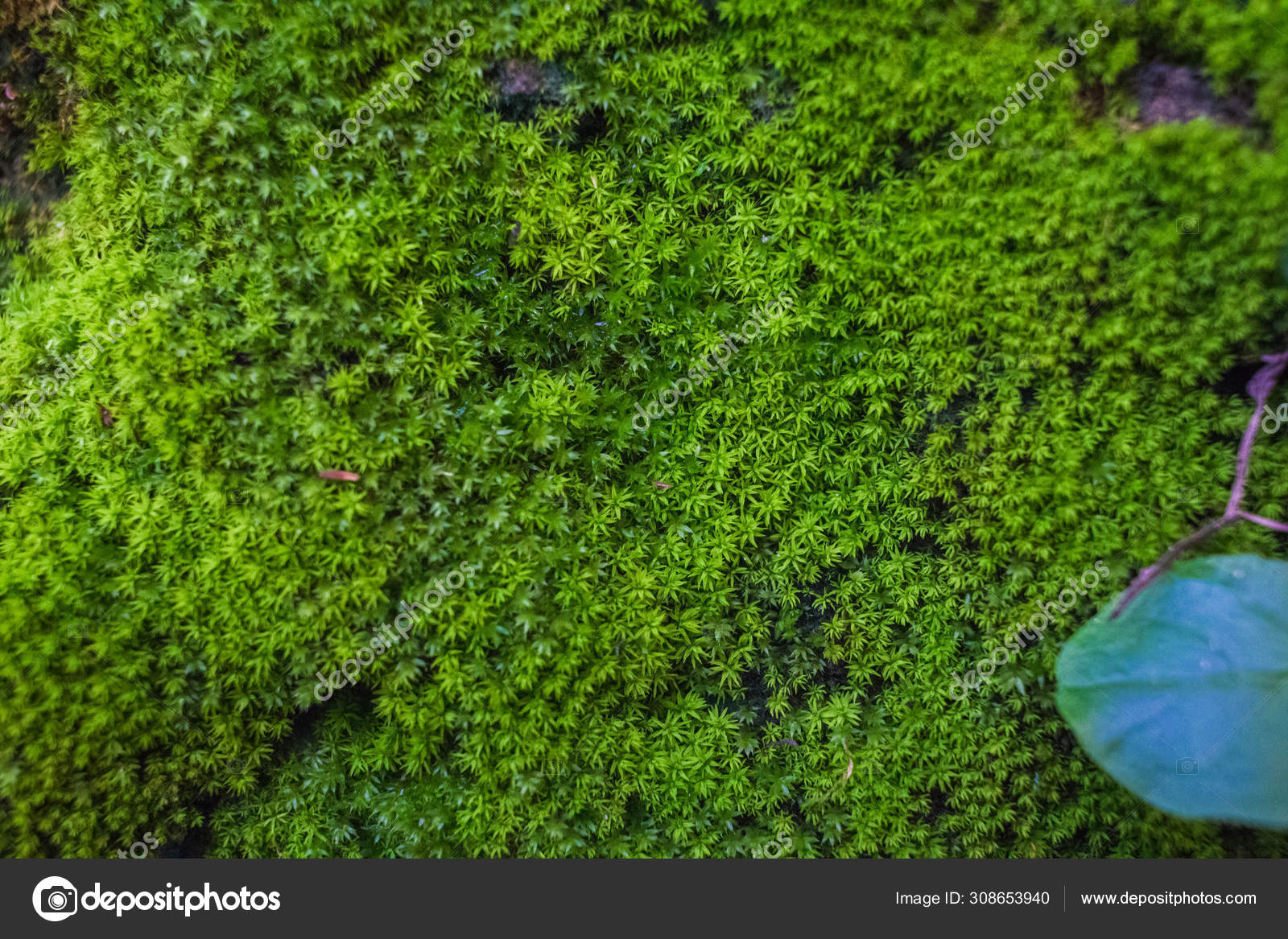 Moss on a rock that is pleasing In nature — Stock Photo © idkhuanchai ...