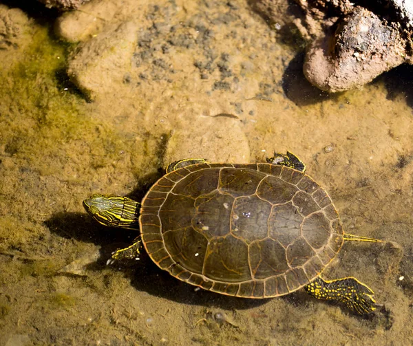 painted turtle swimming - Stock Image - Everypixel