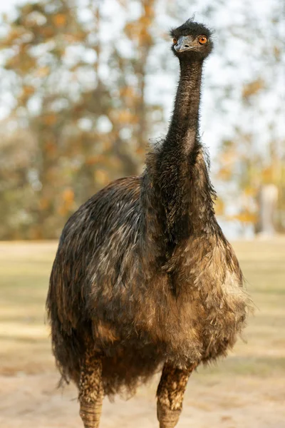 Australian emu Stock Photos, Royalty Free Australian emu Images ...