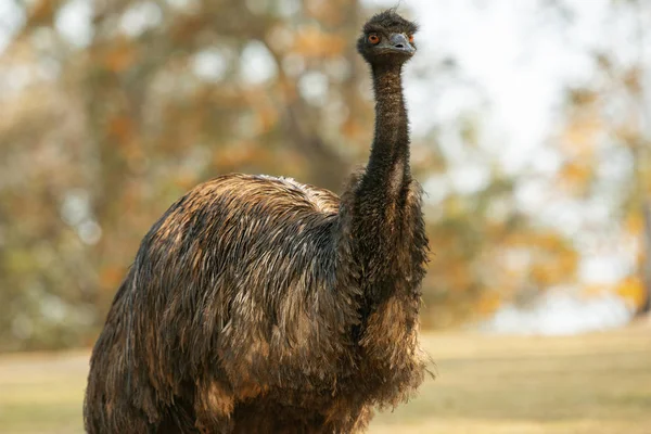 Australian emu Stock Photos, Royalty Free Australian emu Images ...
