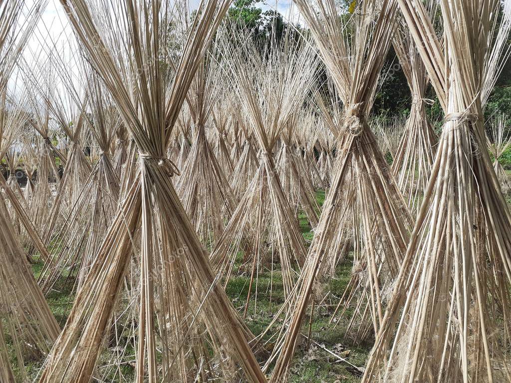 Tallos de yute puestos para secar al sol. Cultivo de yute en Assam ...
