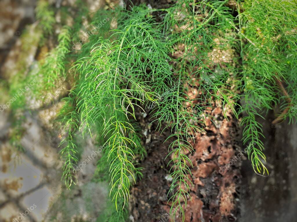 Shatavari o espárragos racemosus planta y hojas blandas. Es una planta ...