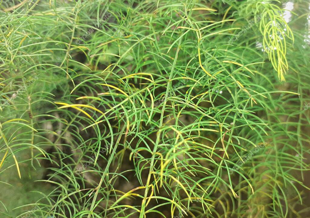 Shatavari o espárragos racemosus planta y hojas blandas. Es una planta ...