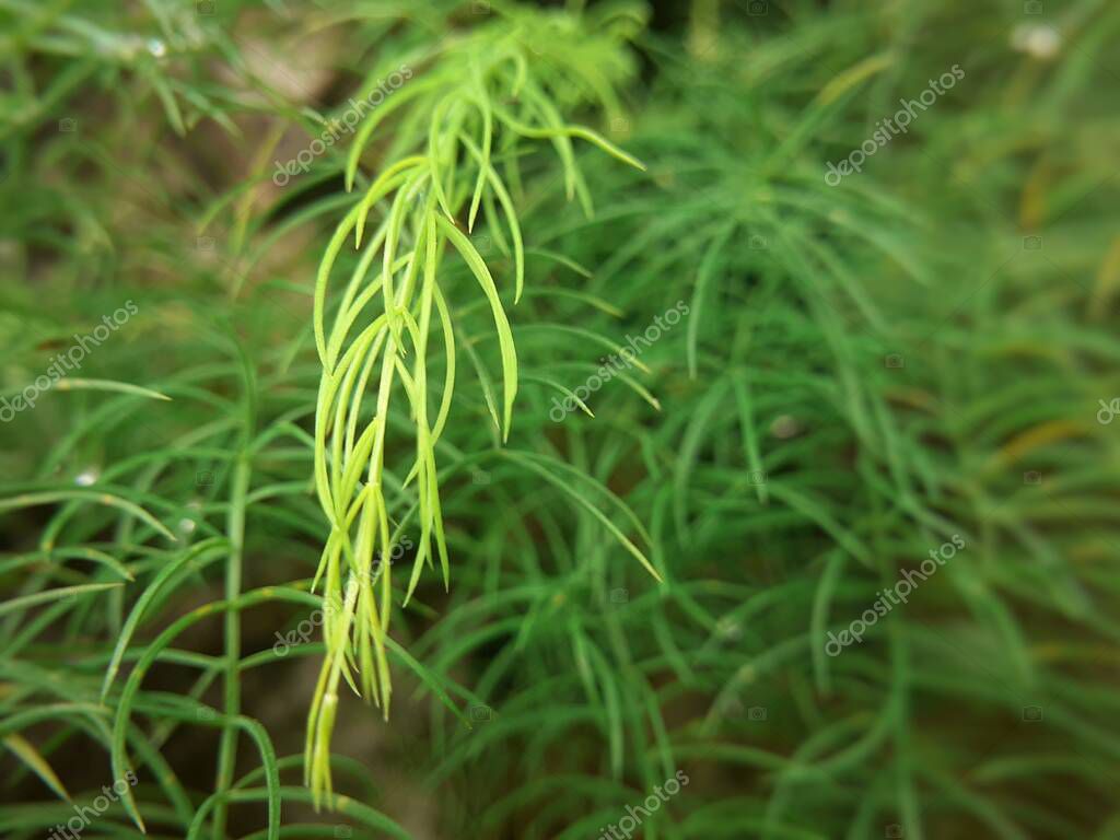 Shatavari o espárragos racemosus planta y hojas blandas. Es una planta ...