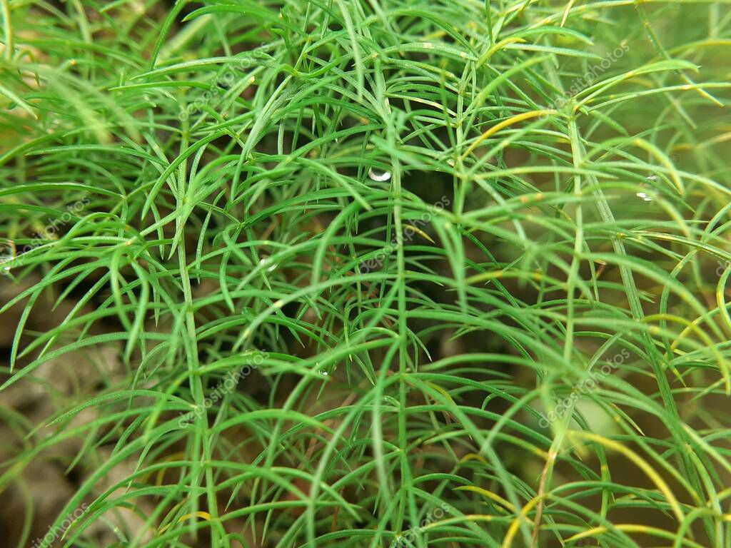 Shatavari o espárragos racemosus planta y hojas blandas. Es una planta ...