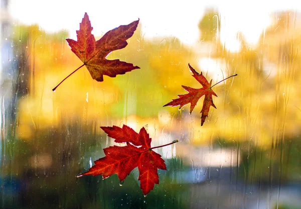 Leaves window Images - Search Images on Everypixel