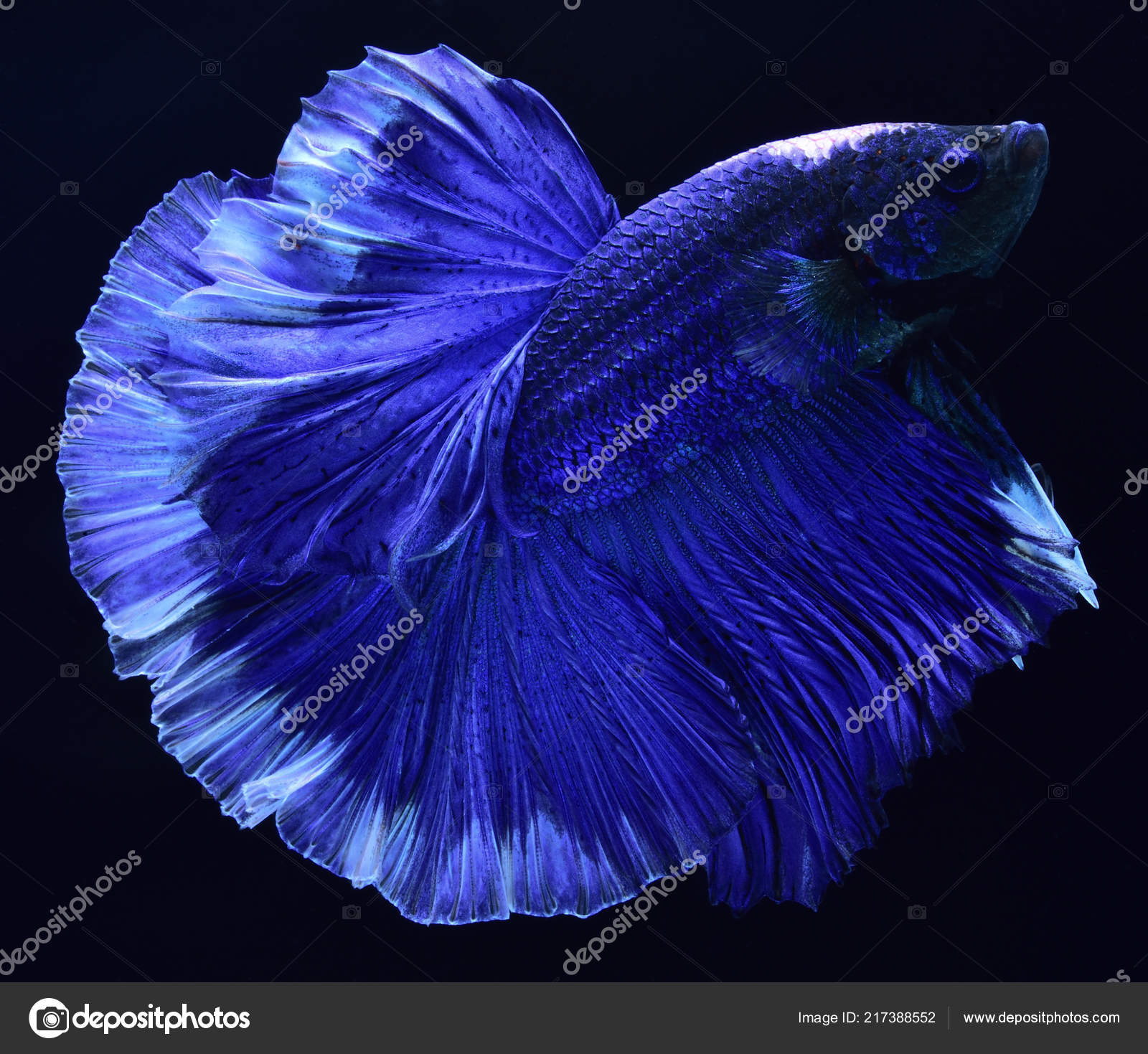 Blue And Purple Betta Fish