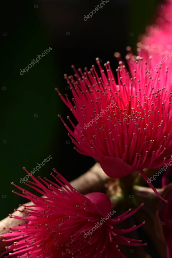 Flores con pétalos puntiagudos. Hermosos pétalos rosados, flores ...