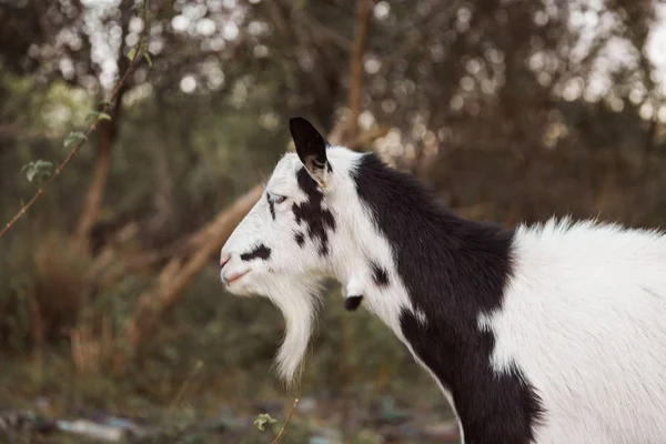 Goat lamp cow Stock Photos, Royalty Free Goat lamp cow Images ...