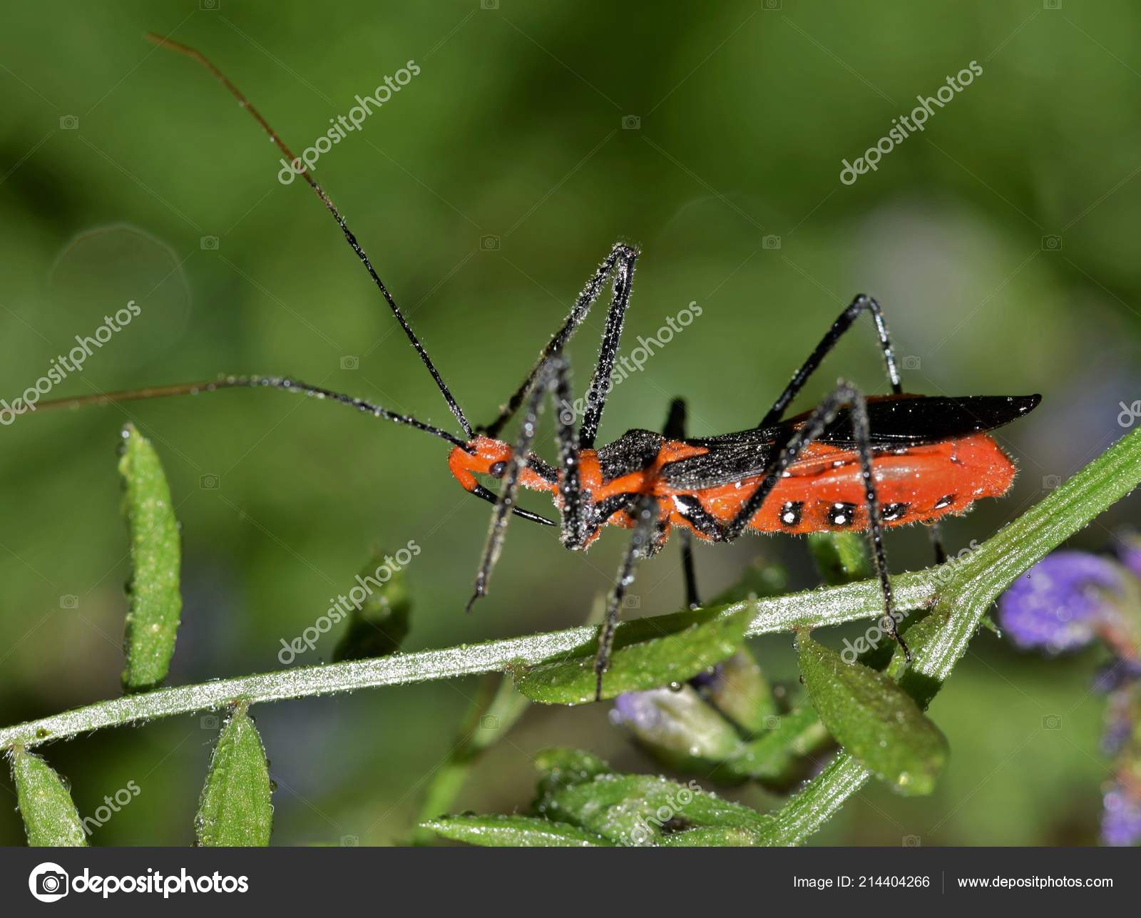 Milkweed Assassin Bug Nymph