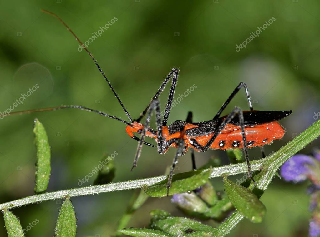 Milkweed Assassin Bugs son insectos depredadores, a menudo acechan a la ...