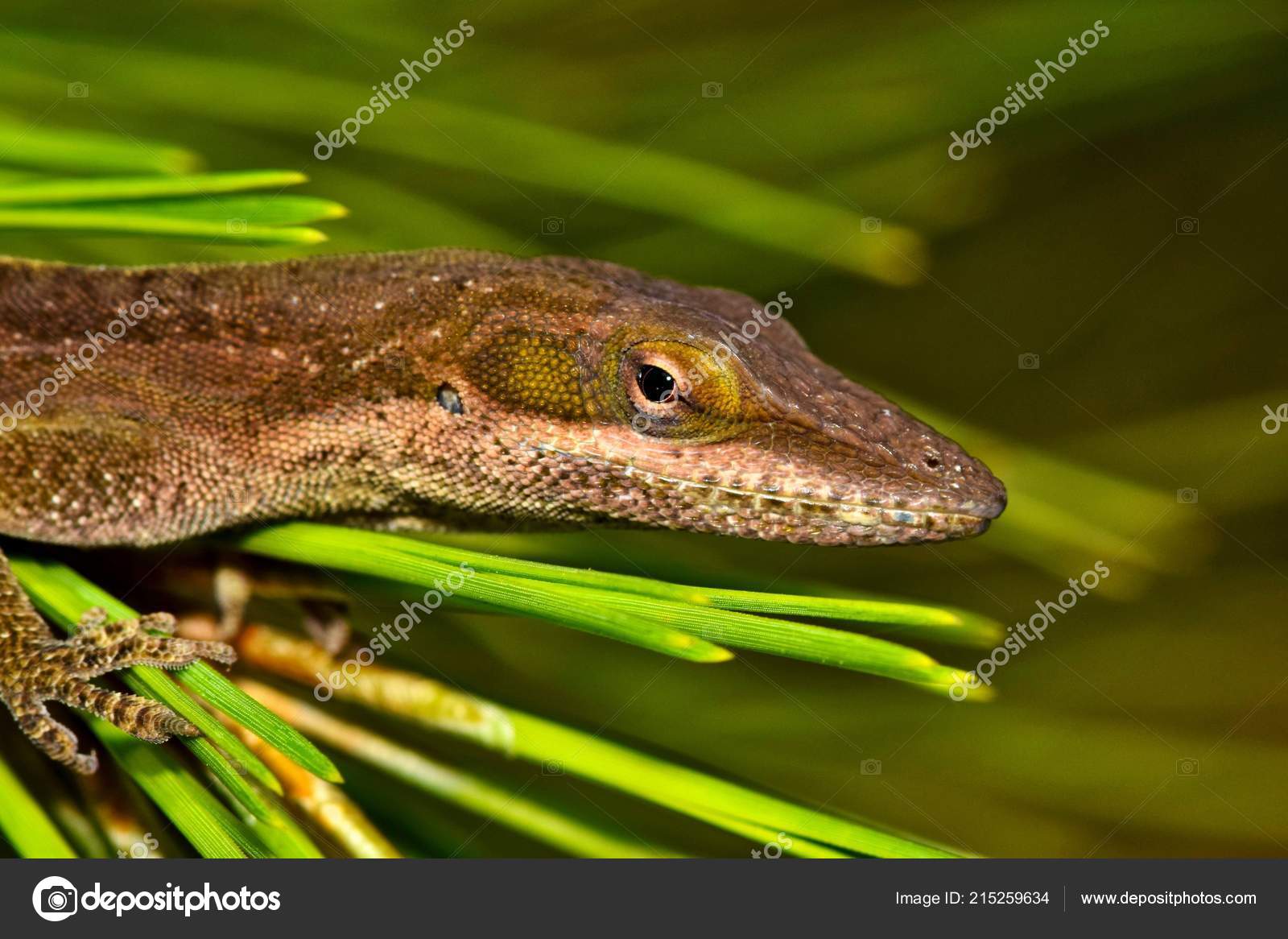 Anolis Sagrei