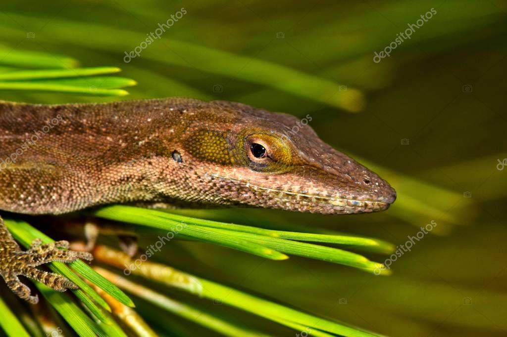Un lagarto anole marrón (Anolis sagrei) saca su cabeza de la seguridad ...