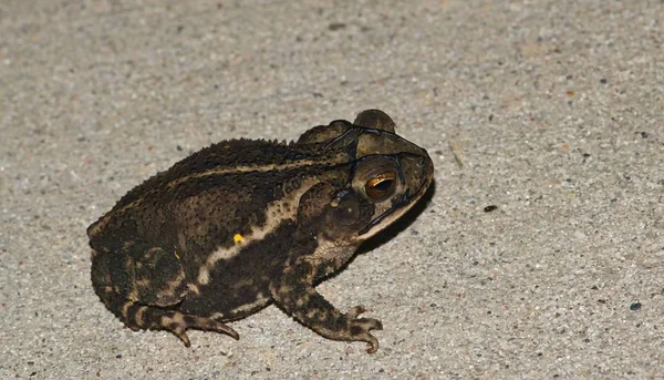 Poop toad Stock Photos, Royalty Free Poop toad Images | Depositphotos