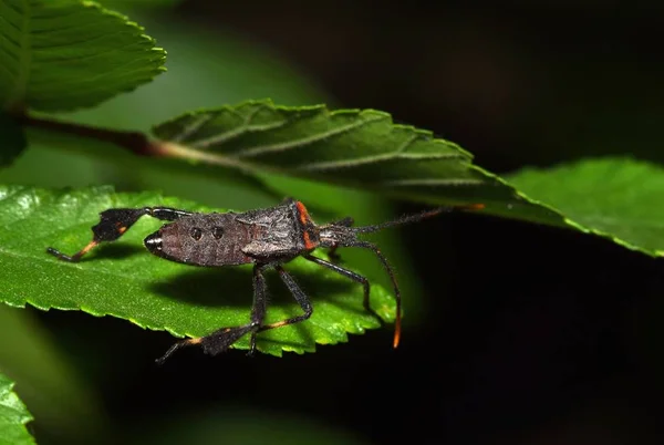 Leaf footed bugs Stock Photos, Royalty Free Leaf footed bugs Images ...