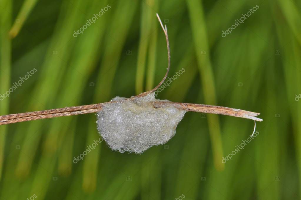 Un capullo Microgastrinae unido a un tallo de planta muerta con un ...