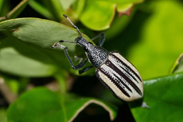 Diaprepes Root Weevil se arrastra a través de un frondoso follaje en ...