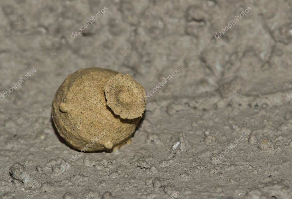 Nido de avispa Potter hecho de barro unido a un exterior de la pared ...