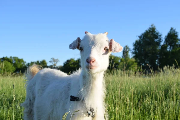 Curly goat Stock Photos, Royalty Free Curly goat Images | Depositphotos