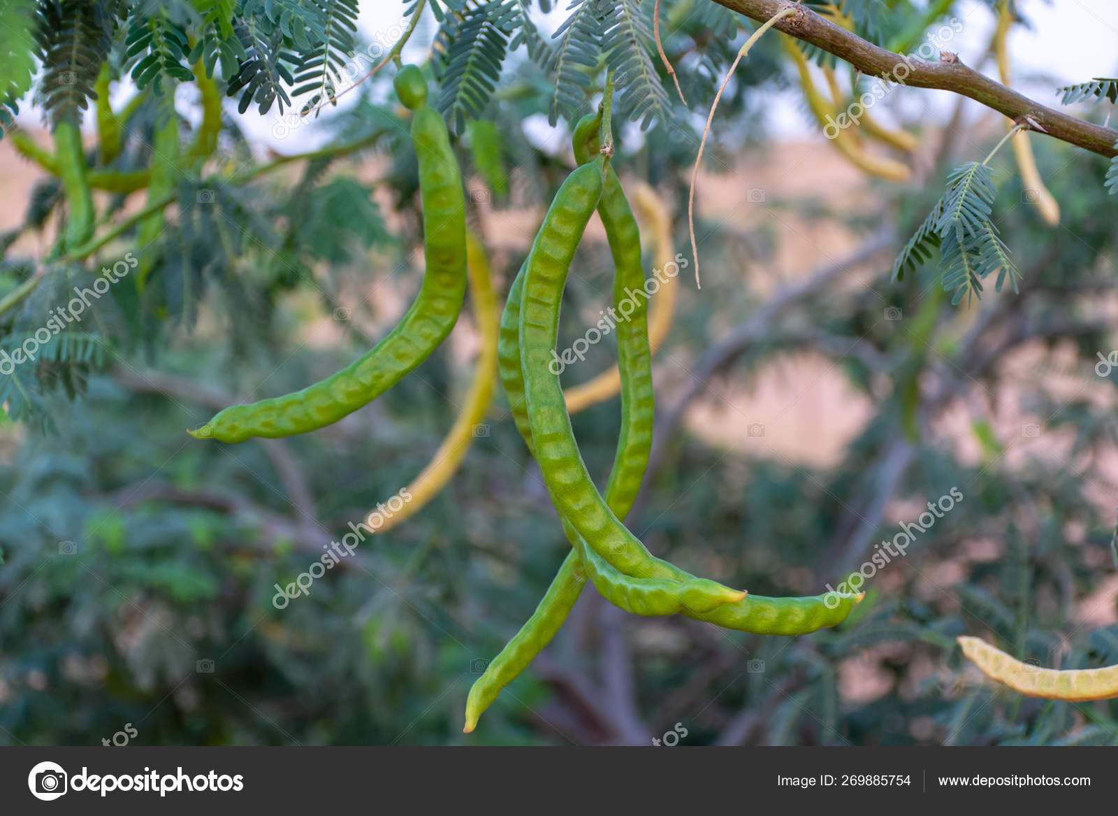 Green Ghaf Tree (prosopis cineraria) peas in the evening sun in — Stock ...
