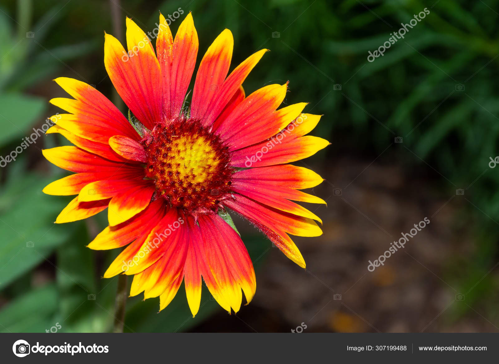 Gaillardia pulchella (firewheel, Indian blanket, Indian blanketflower ...