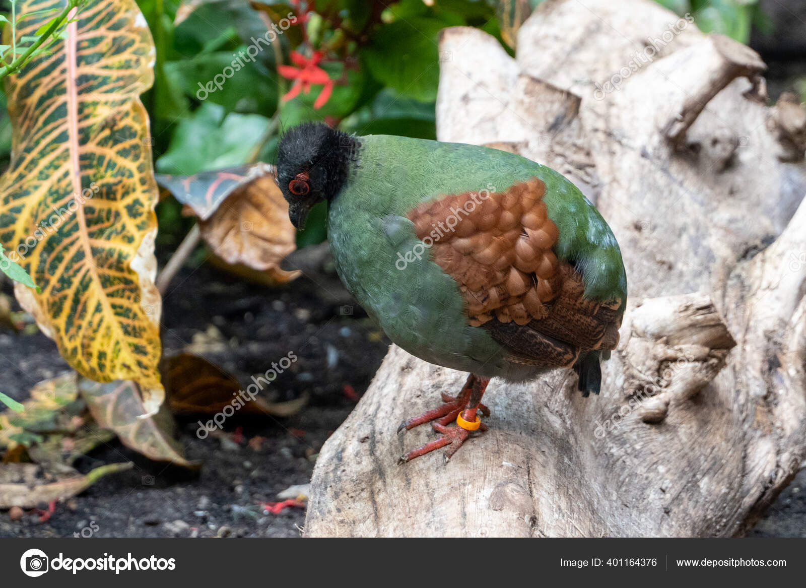 Female Crested Partridge Rollulus Rouloul Also Known Crested Wood ...