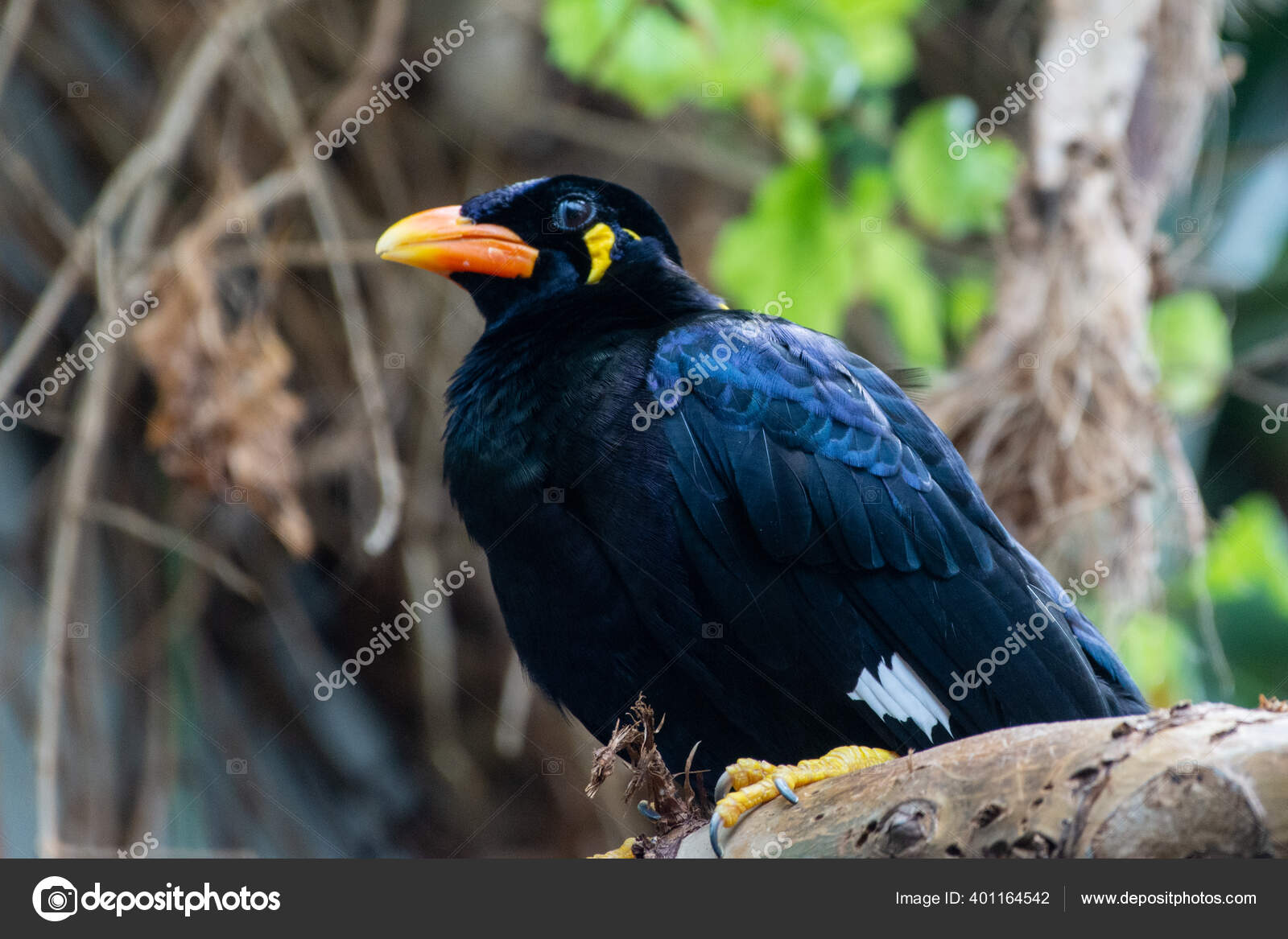 Common Hill Myna Gracula Religiosa Sometimes Spelled Mynah Formerly ...
