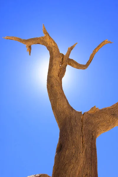 Withered tree Images - Search Images on Everypixel