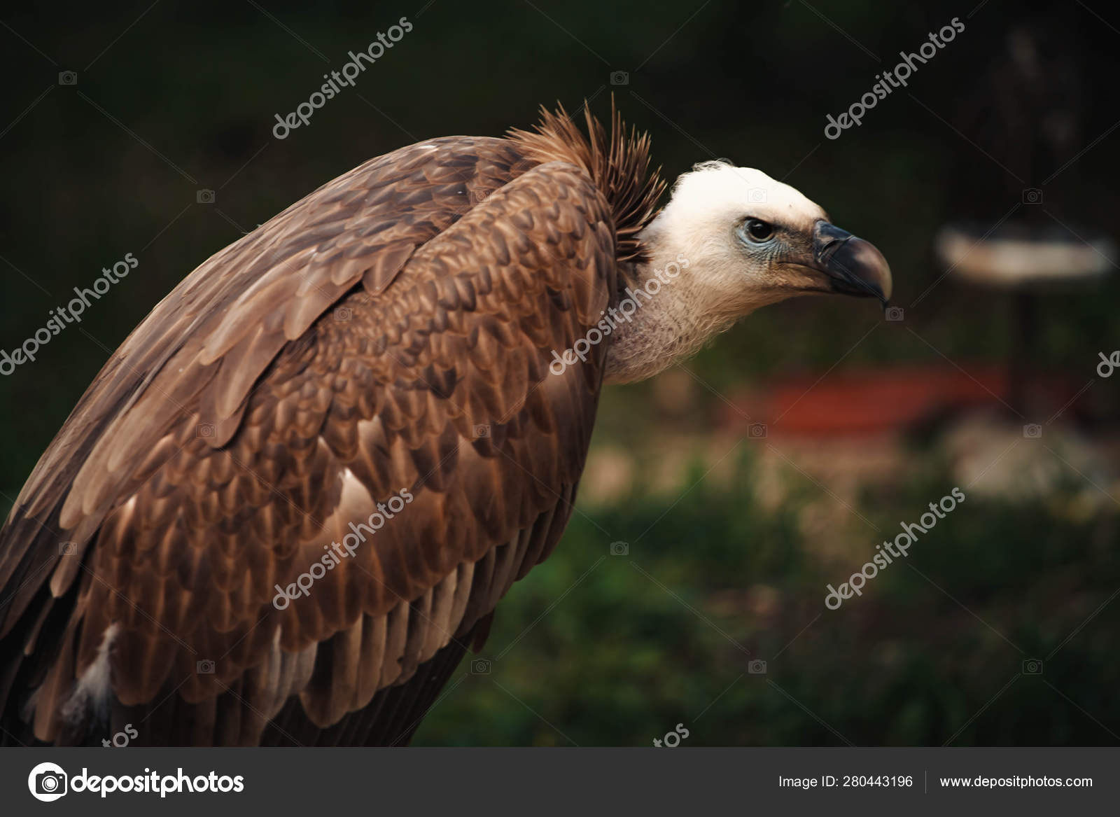 Close-up face looks vulture. Bird of prey scavenger closeup — Stock ...