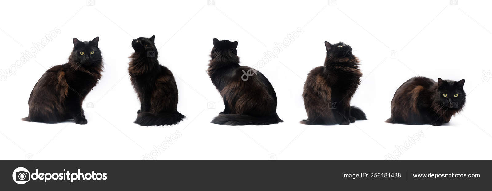 Composite of black cat in different poses isolated on white background ...