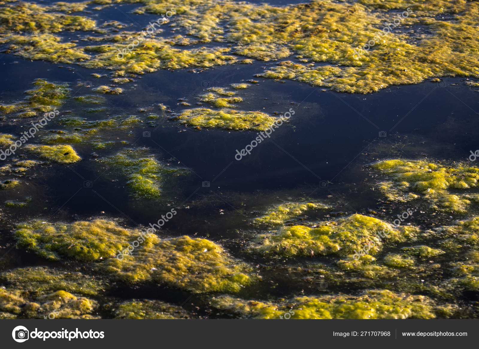 Algas acuáticas flotantes viscosas y verdes en la superficie del ...