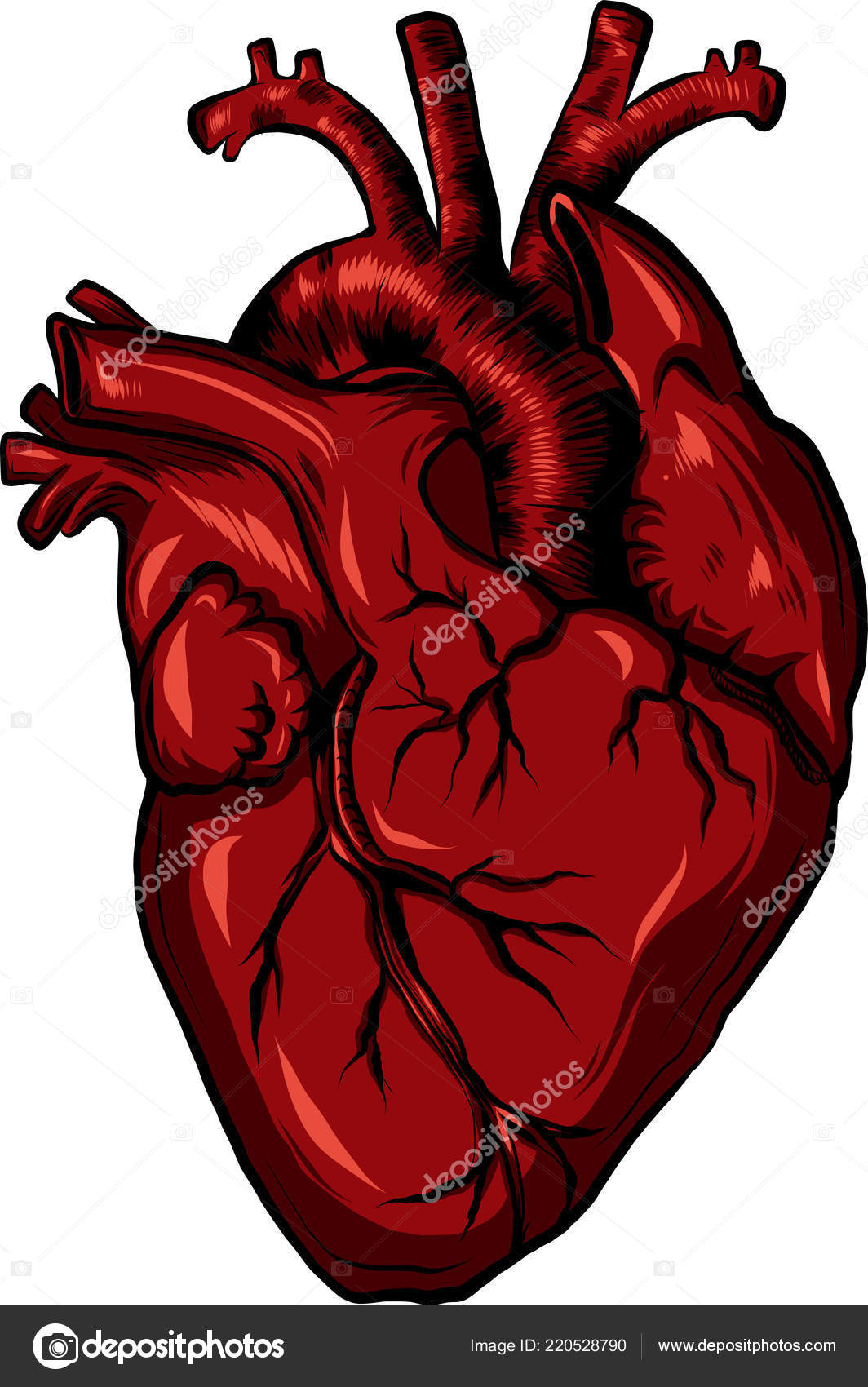 Tegninger Av Ekte Hjerter Hjerteinfarkt