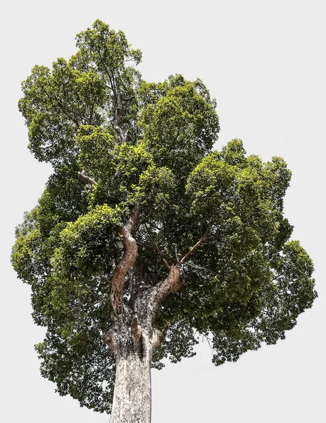 Indian doomba oiltree Stock Photos, Royalty Free Indian doomba oiltree ...