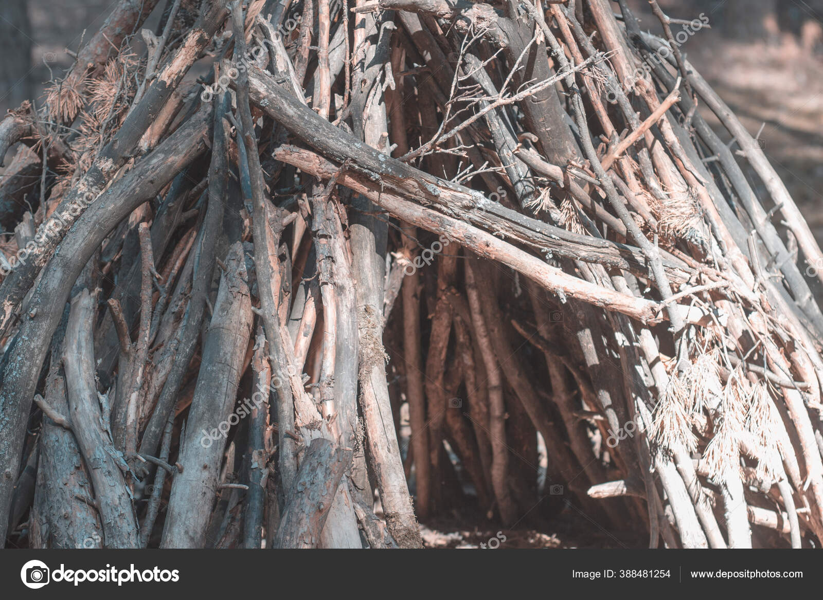 Old Hut Made Dry Pine Branches Sleeping Fairy Forest — Stock Photo ...