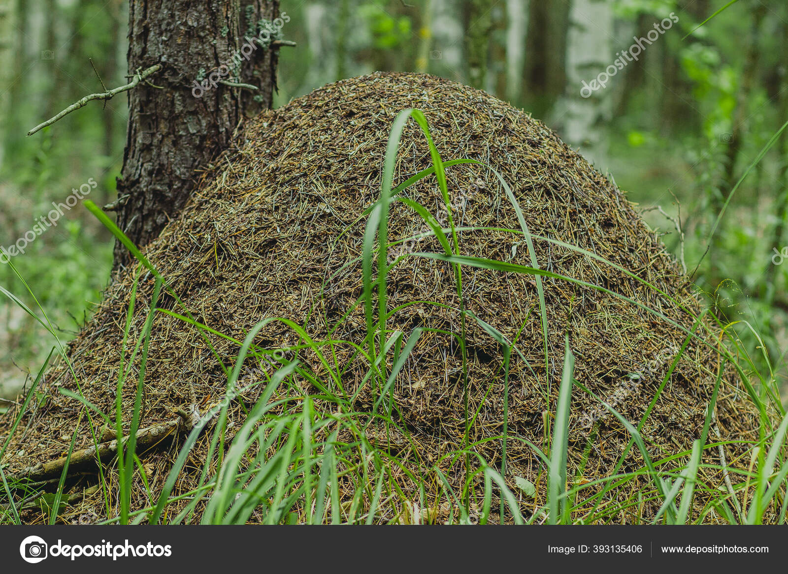 Big Ant Hill Home Ant Family Summer Forest — Stock Photo © Rompav ...