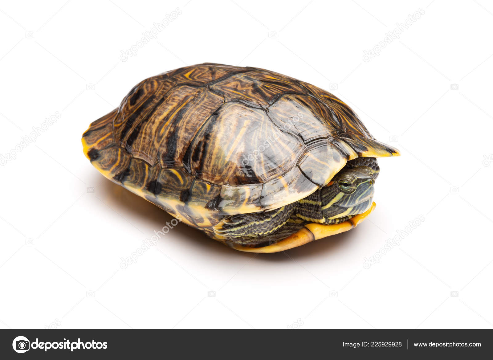 Turtle Shell Side View