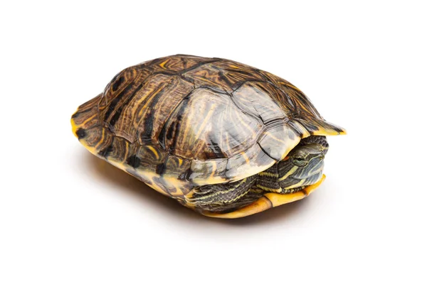 Turtle head Stock Photos, Royalty Free Turtle head Images | Depositphotos