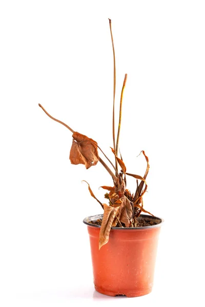 Withered Plant