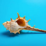 Seashell Blue Background Stock Photo by ©YAYImages 259606398