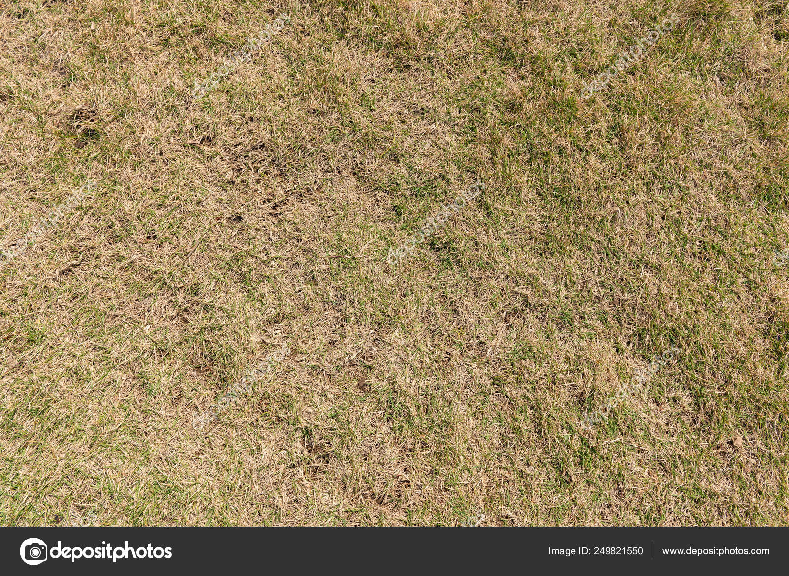 Dry Grass Field Background