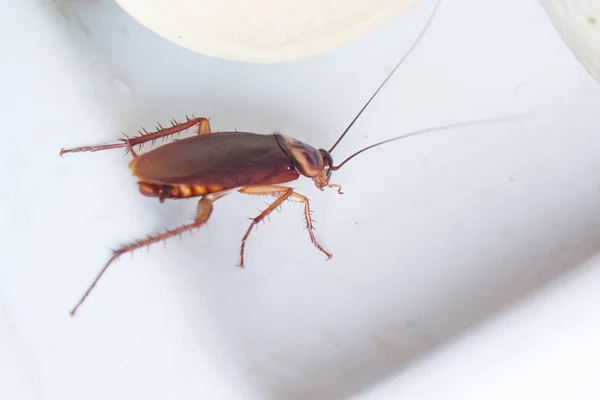 Juvenile cockroach Stock Photos, Royalty Free Juvenile cockroach Images ...